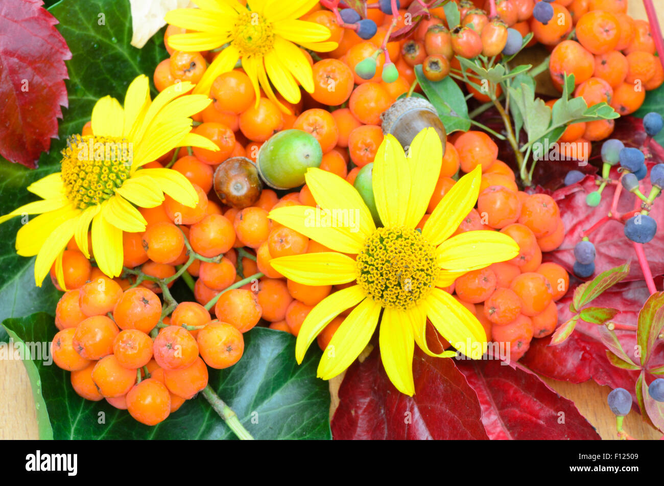 multicolored autumn plant and flowers composition Stock Photo - Alamy