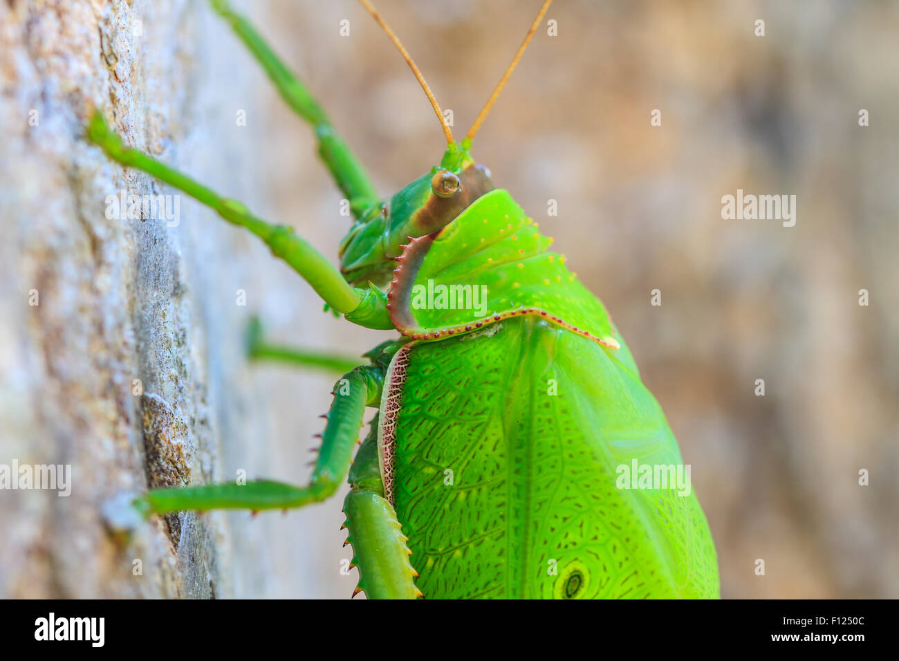 grasshopper macro on tree in nature Stock Photo - Alamy