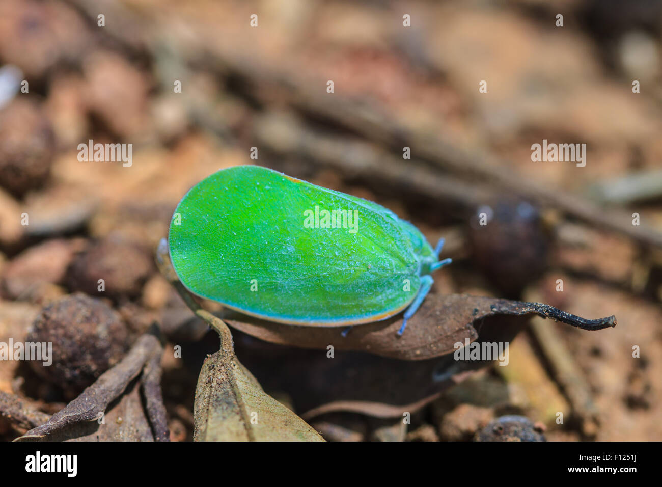 Night butterfly hi-res stock photography and images - Alamy