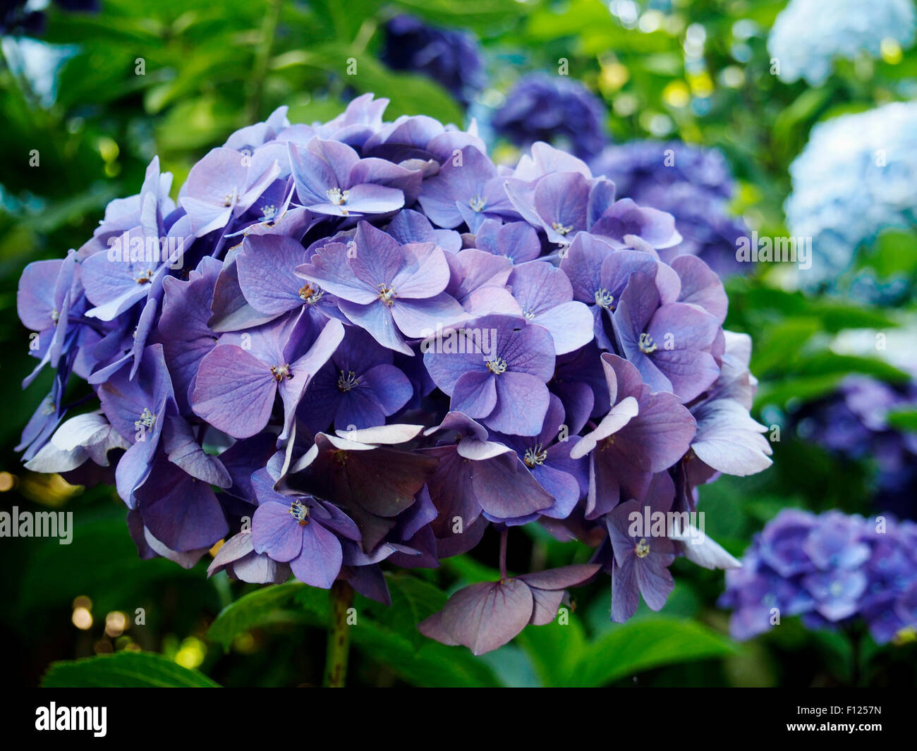 Scene in the beautiful Les Jardins des Renaudies gardens near Gorron ...