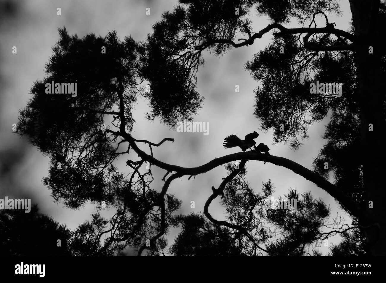 Bird couple bird Black and White Stock Photos & Images - Alamy