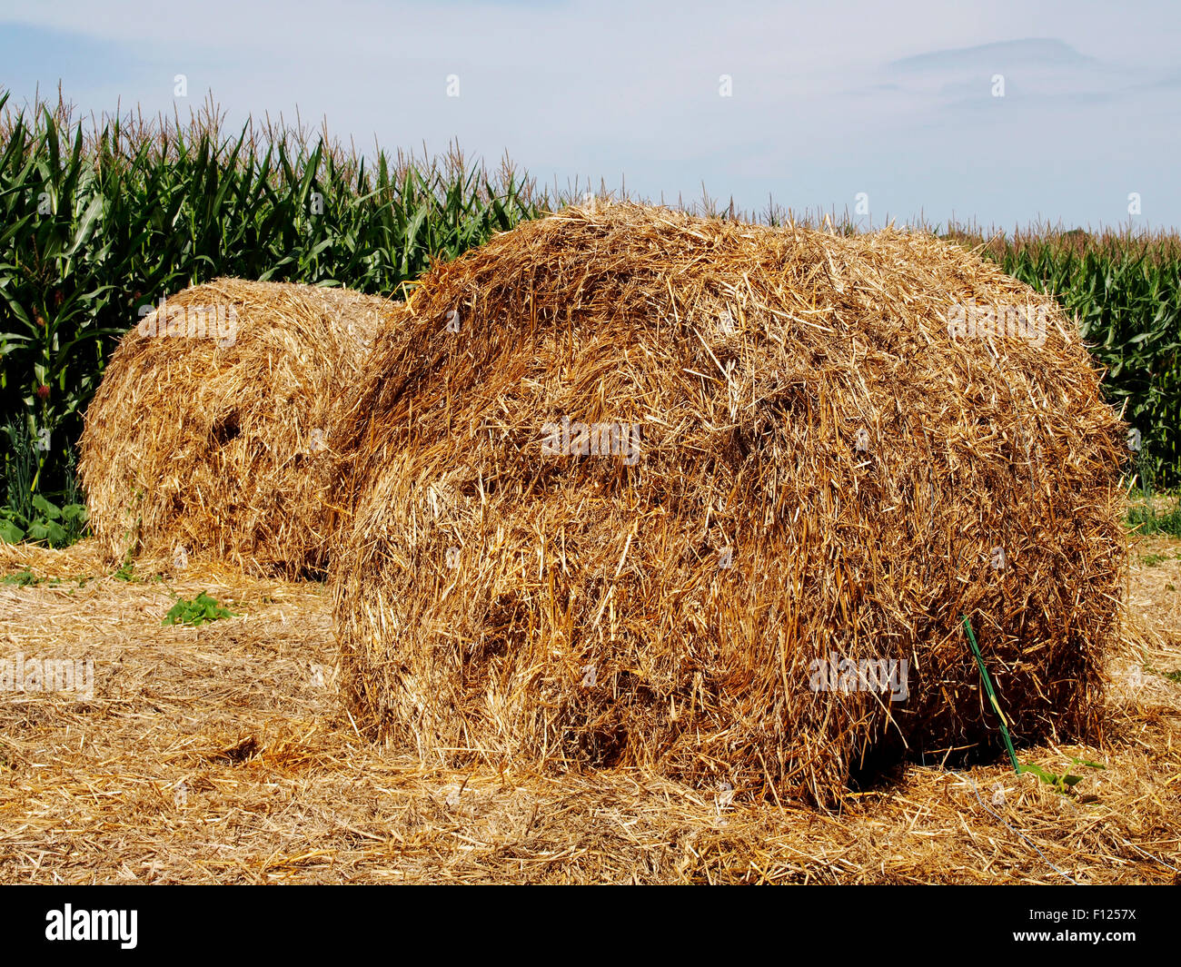 Maize straw hi-res stock photography and images - Alamy