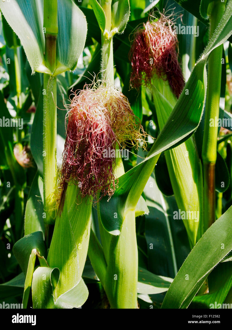 Young maize (corn) cobs with typical ears evident. Much of this French ...