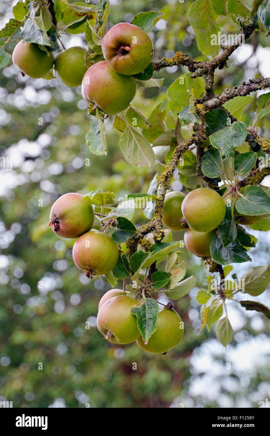 Apple orchard normandy france hi-res stock photography and images - Alamy