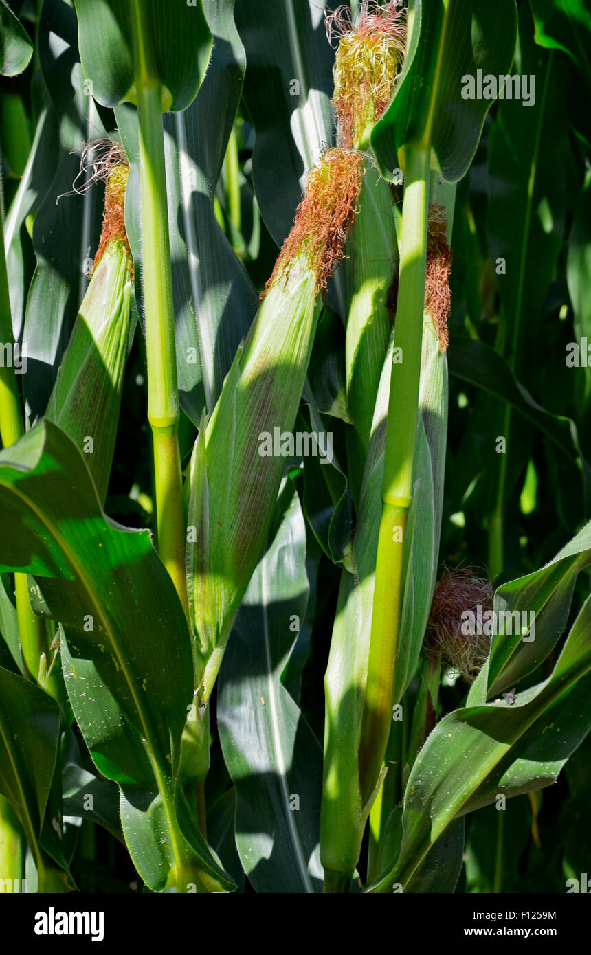 Maize maize cobs hi-res stock photography and images - Alamy