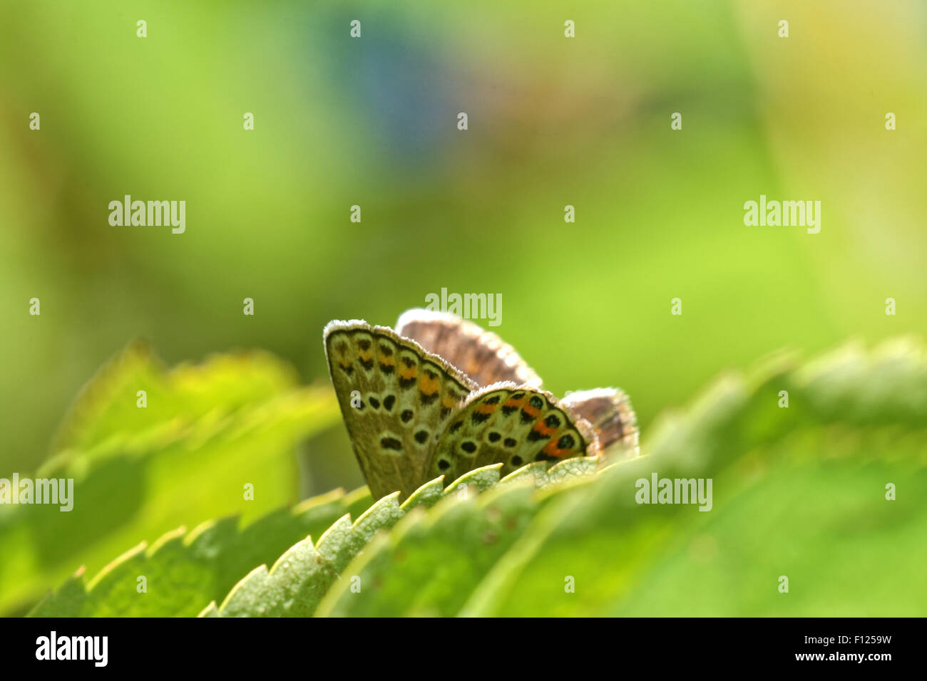 Gossamer-winged butterfly hiding behind green leaves Stock Photo - Alamy