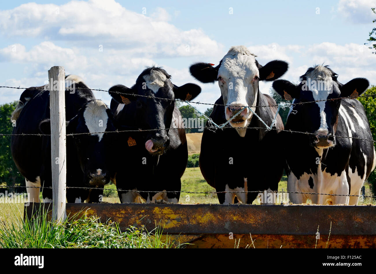 Lean beef hi-res stock photography and images - Alamy