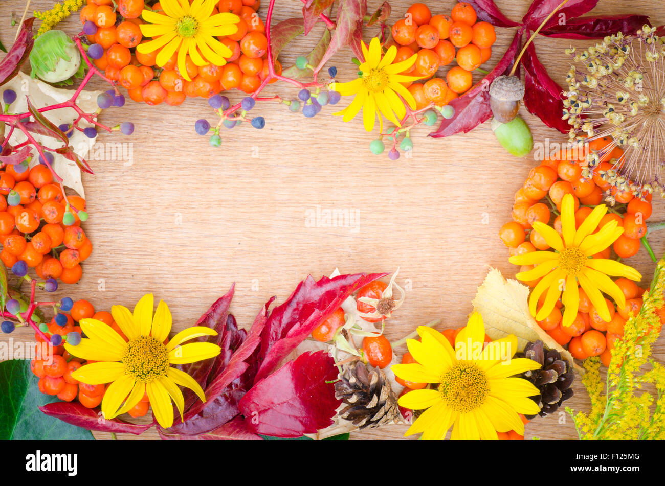 multicolored autumn plant and flowers composition Stock Photo - Alamy