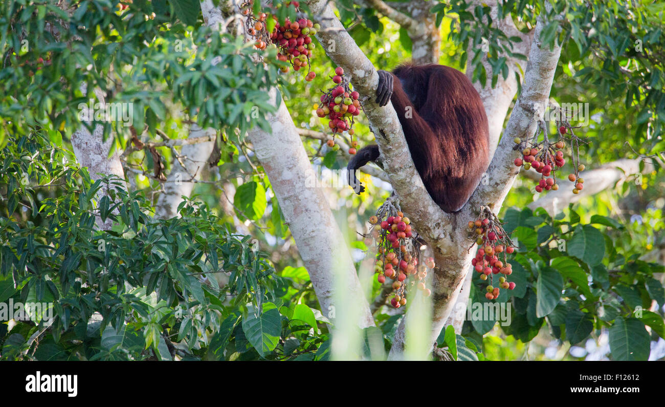 Bornean Orangutan (Pongo pygmaeus) feeding on ripe fruit of a ficus ...