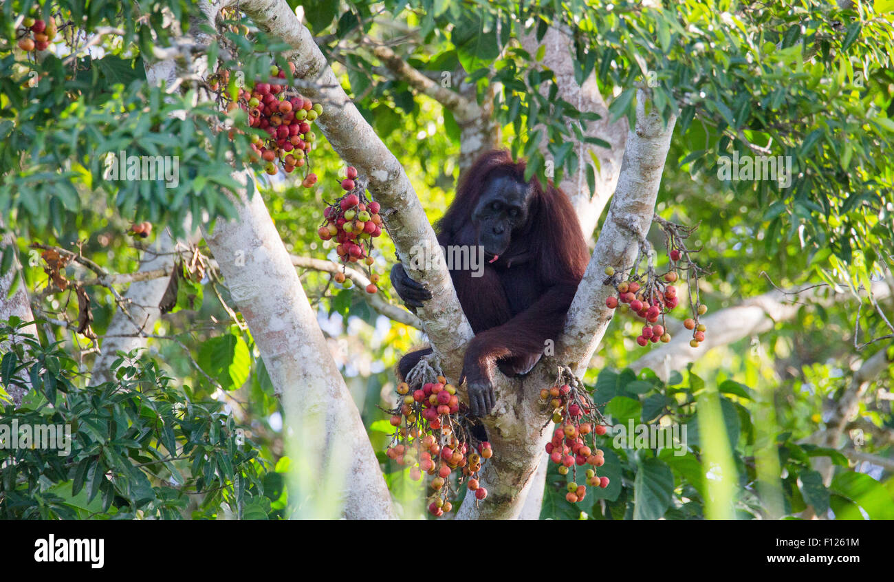 Bornean Orangutan (Pongo pygmaeus) feeding on ripe fruit of a ficus ...