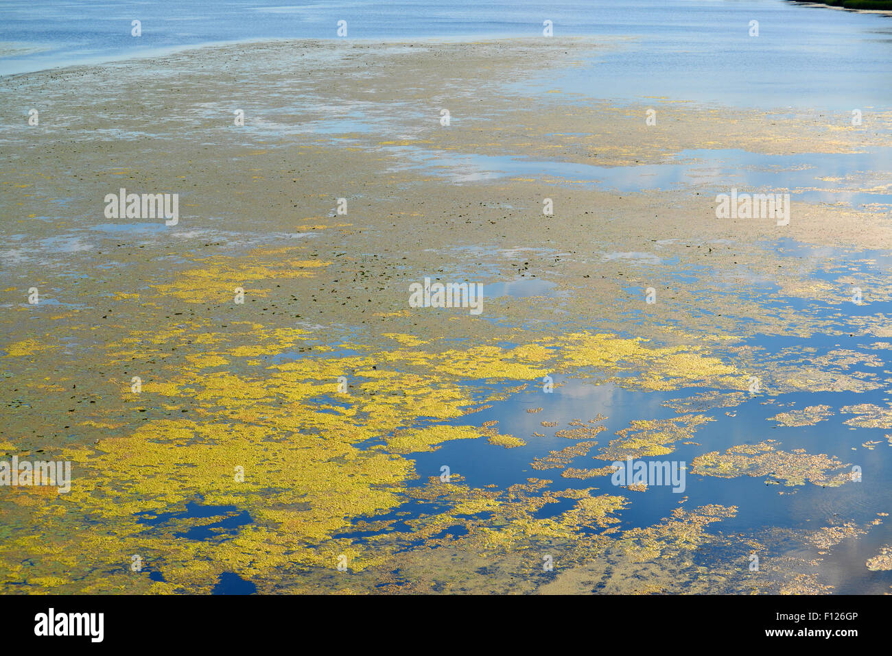 Algae river hi-res stock photography and images - Alamy