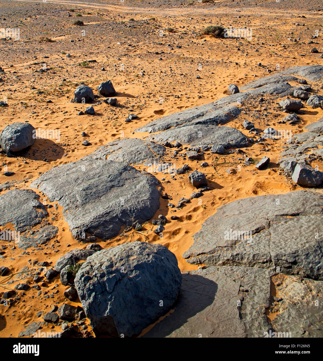 old fossil in the desert of morocco sahara and rock stone sky Stock ...