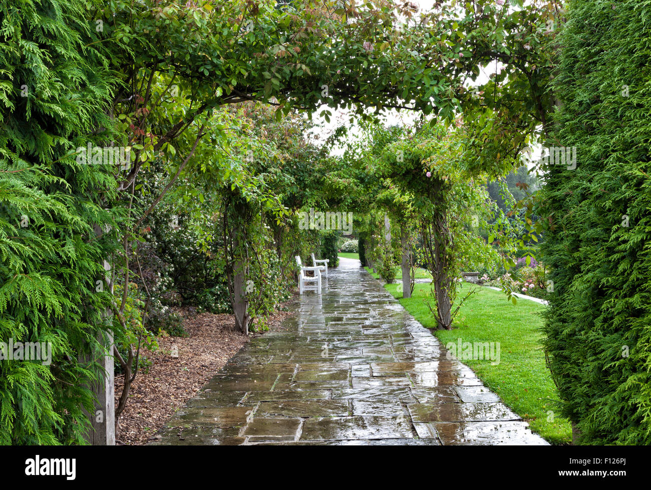 Wet stone pathway under rose arch in a cottage garden, with white ...
