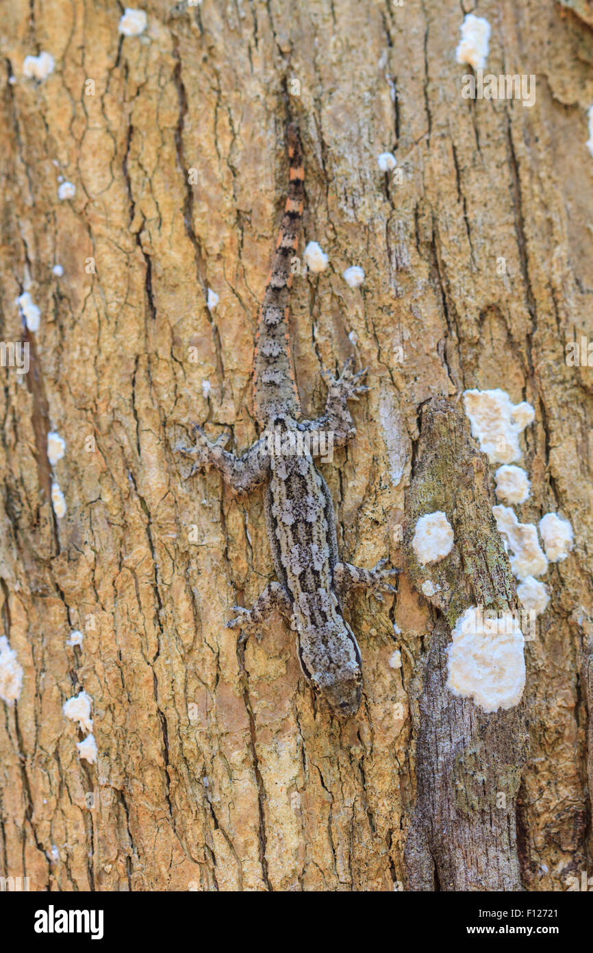 close up House small lizard on the tree Stock Photo - Alamy