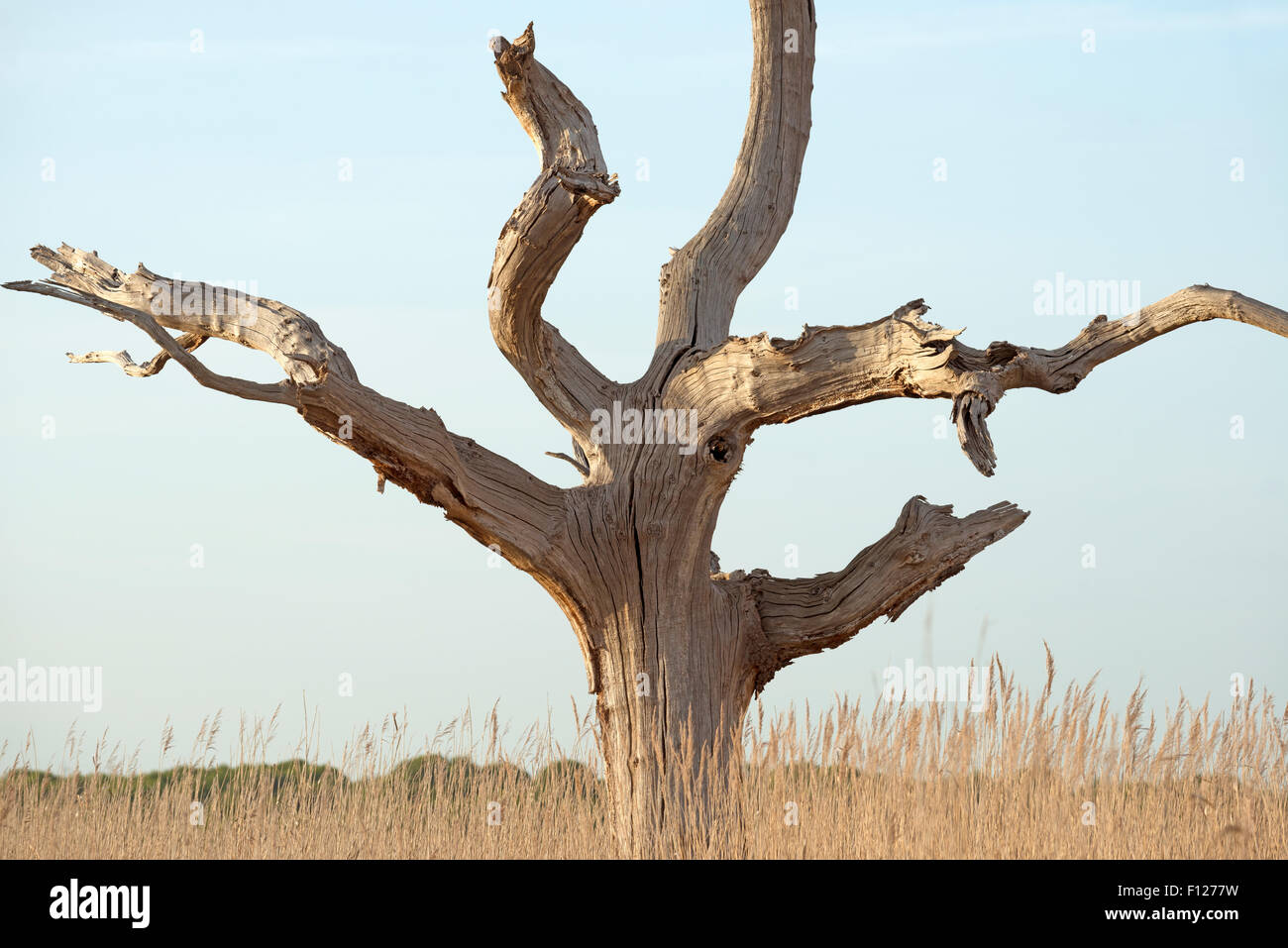 Dead tree, Iken marshes, Suffolk, UK Stock Photo - Alamy
