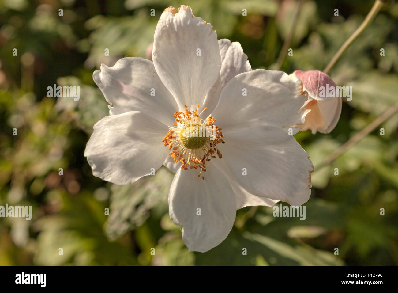 Japanese anemone or Anemone hupehensis in the garden of Coughton Court ...