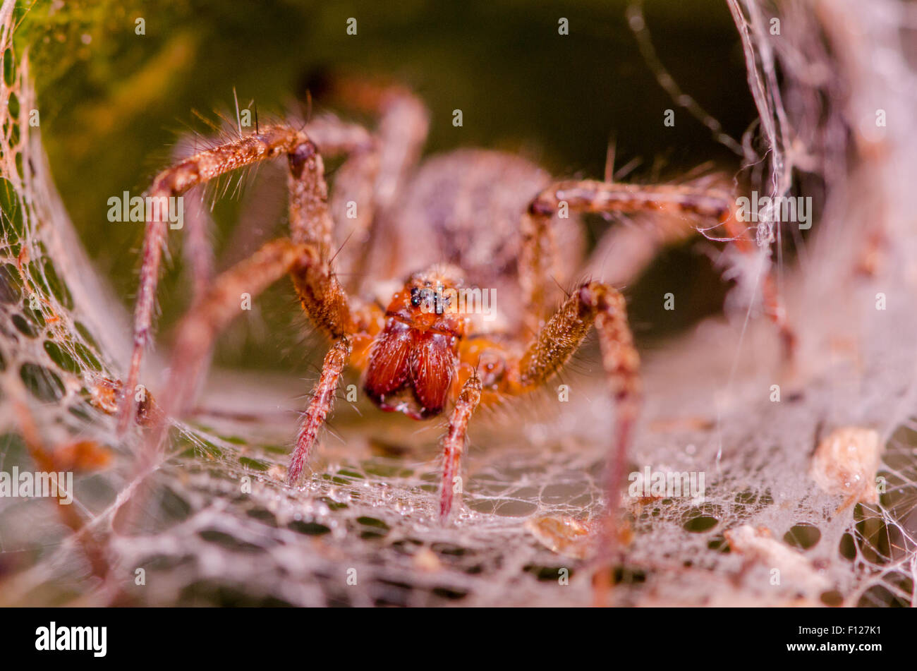 Tunnel web spider hi-res stock photography and images - Alamy