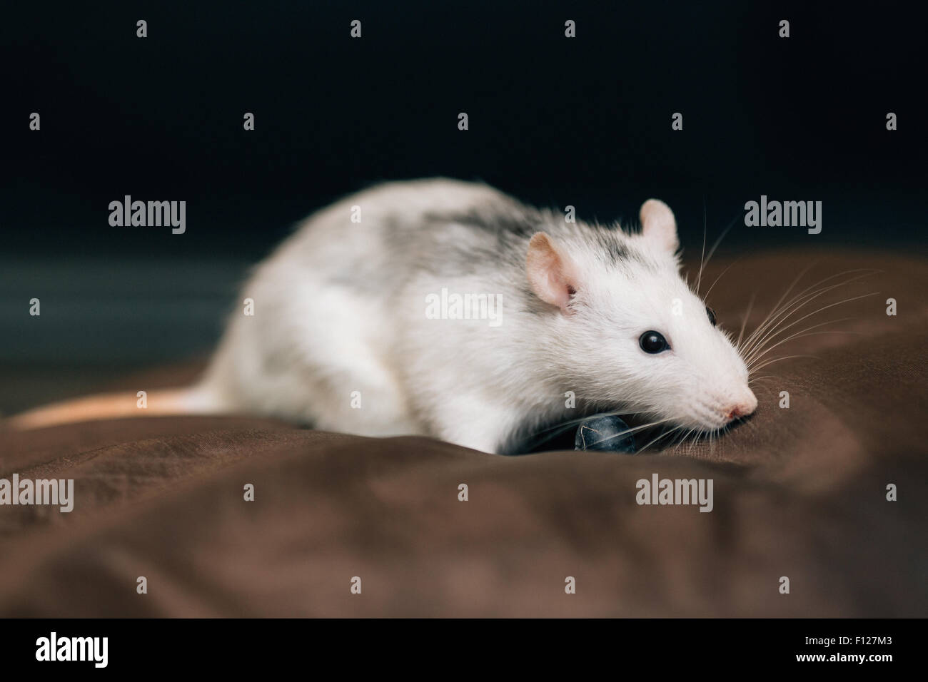 Domesticated pet rat Stock Photo - Alamy Domesticated pet rat Stock Photo - Alamy