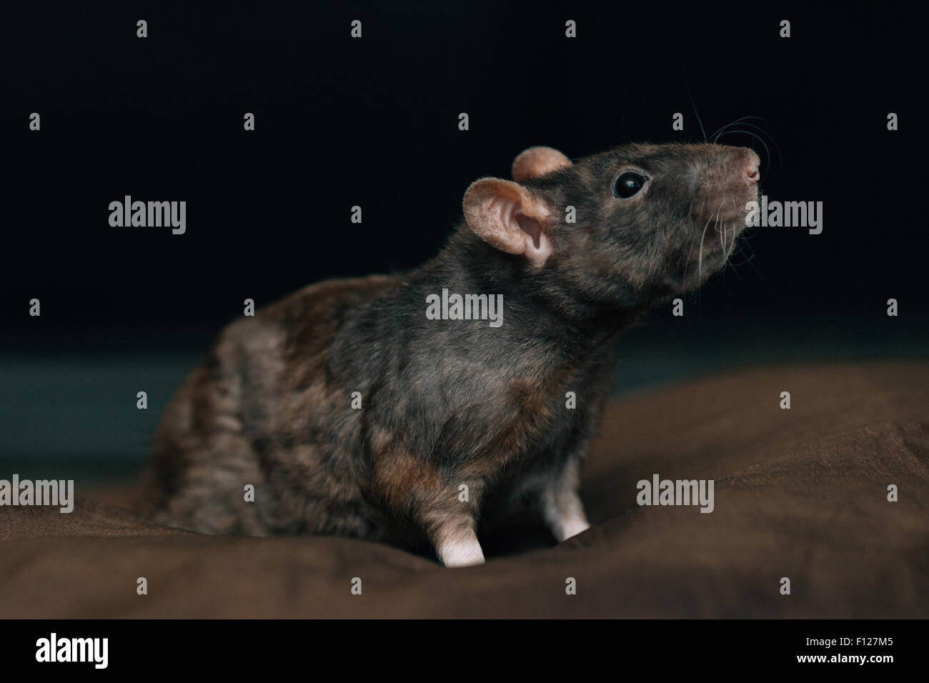 Domesticated pet rat Stock Photo - Alamy Domesticated pet rat Stock Photo - Alamy