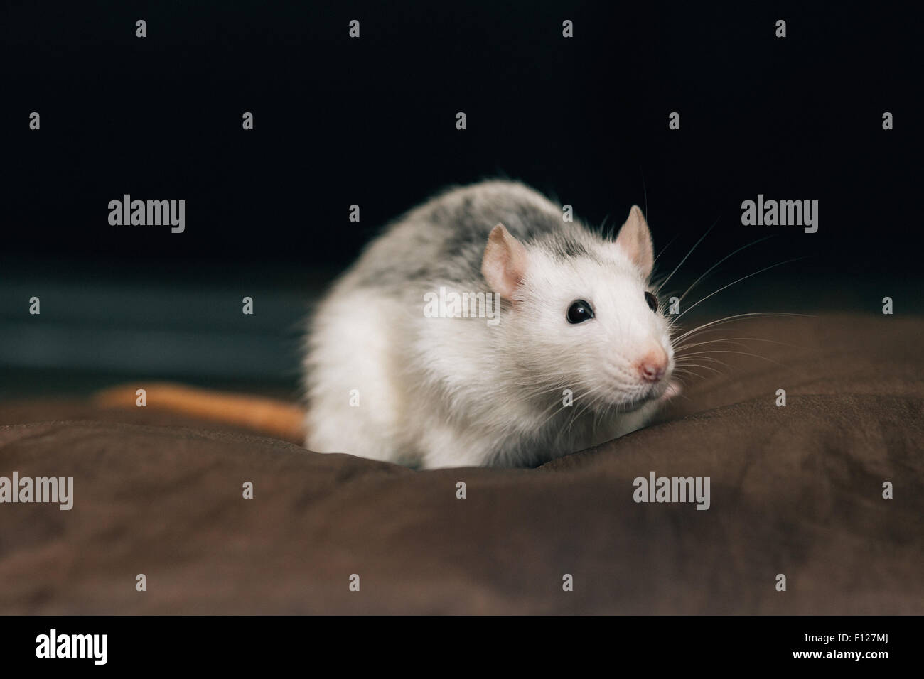 Domesticated pet rat Stock Photo - Alamy Domesticated pet rat Stock Photo - Alamy