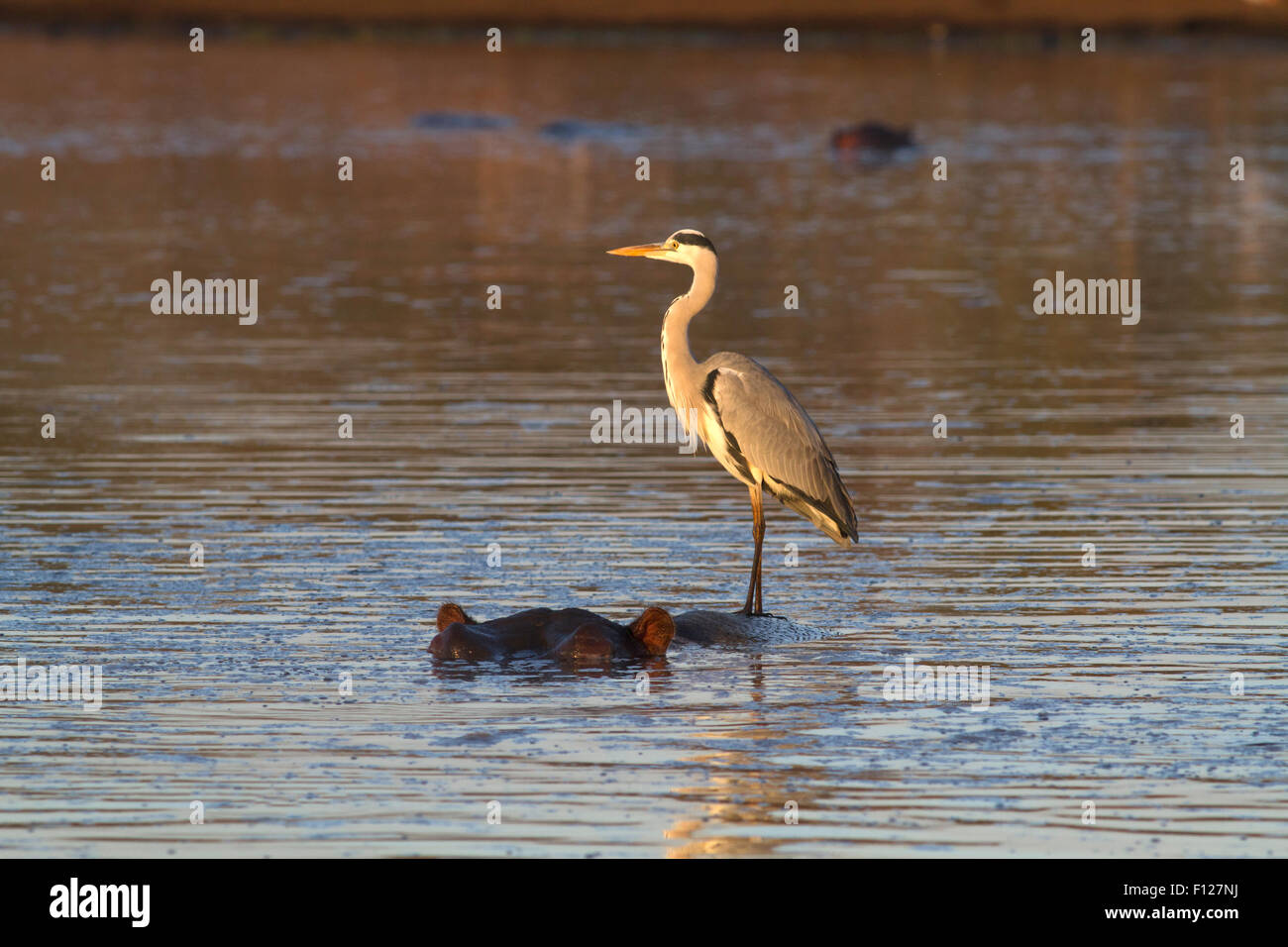 Grey Heron riding on Hippo at Sunset Dam, Kruger National Park, Limpopo ...