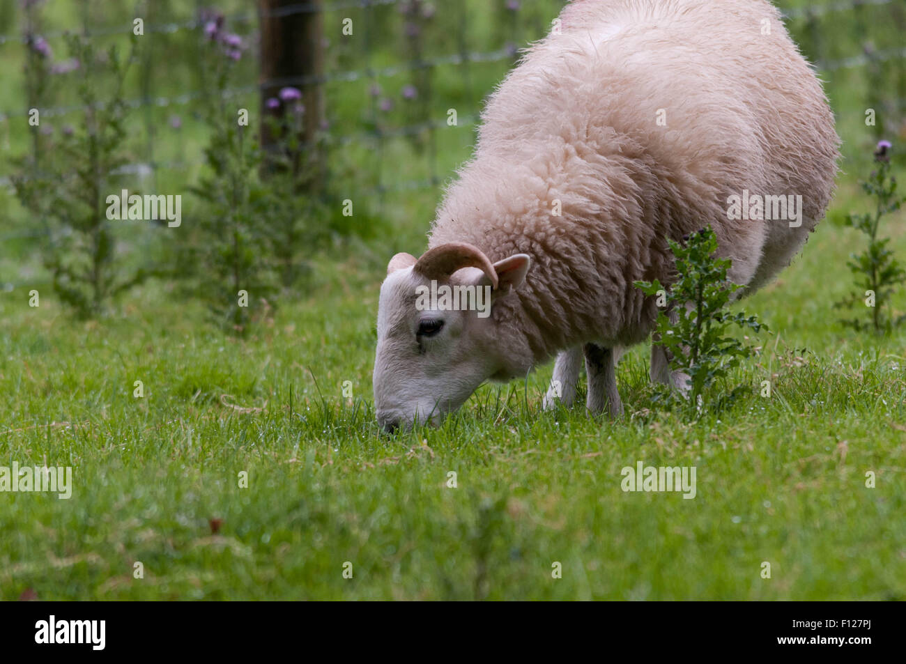 Sheep for wool and meat hi-res stock photography and images - Alamy