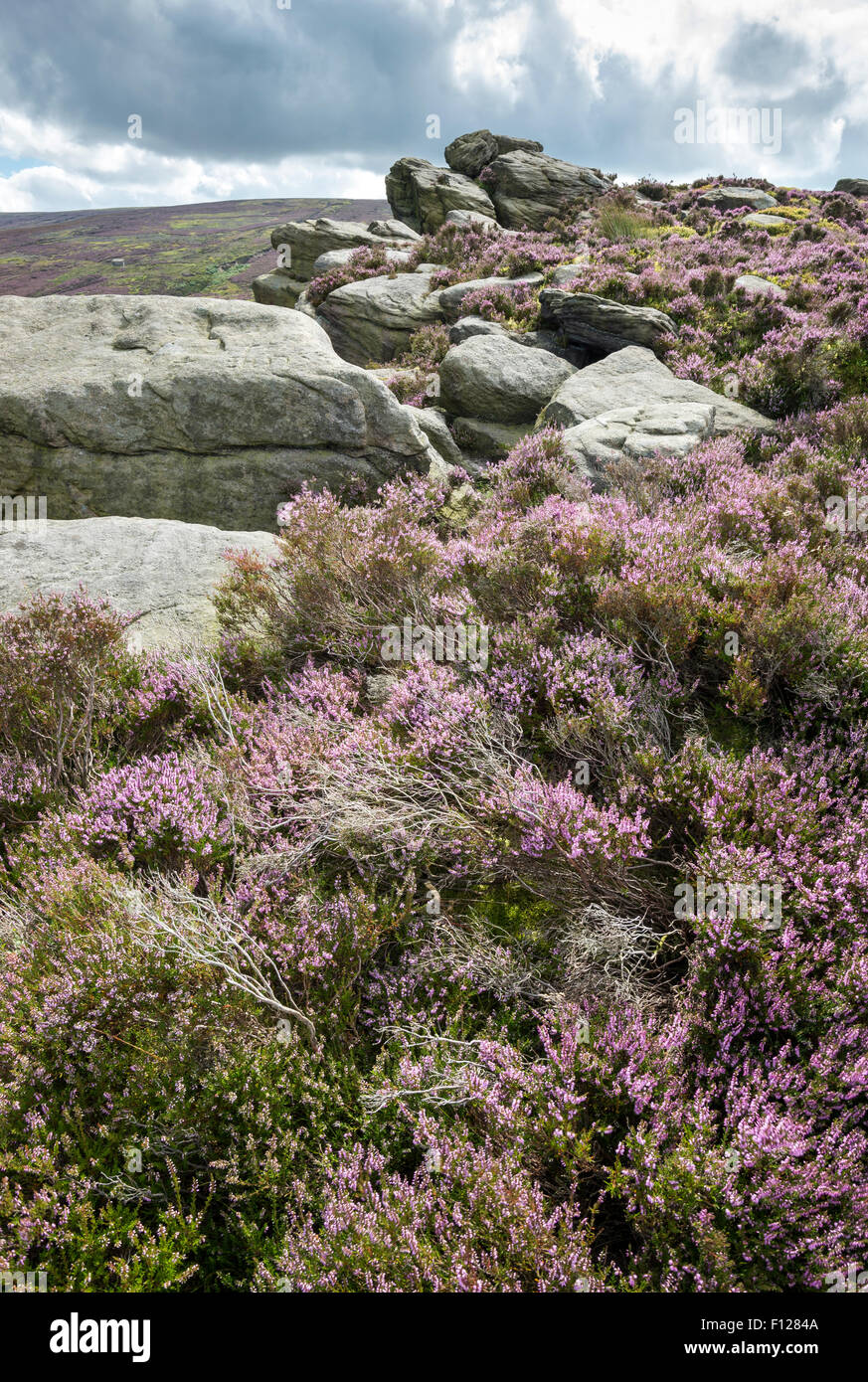 Heather on rocks hi-res stock photography and images - Alamy