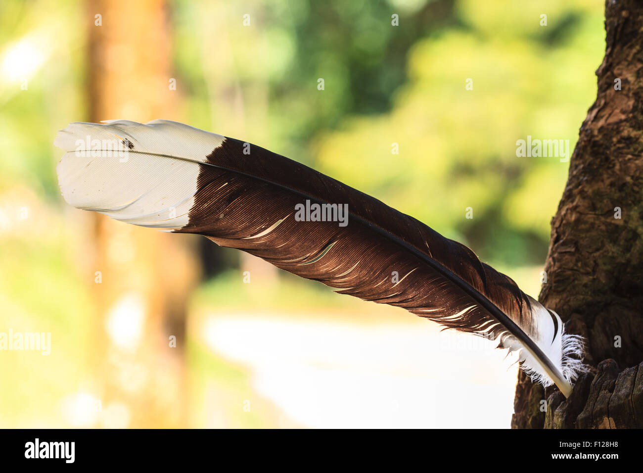 Pinion feather hi-res stock photography and images - Alamy