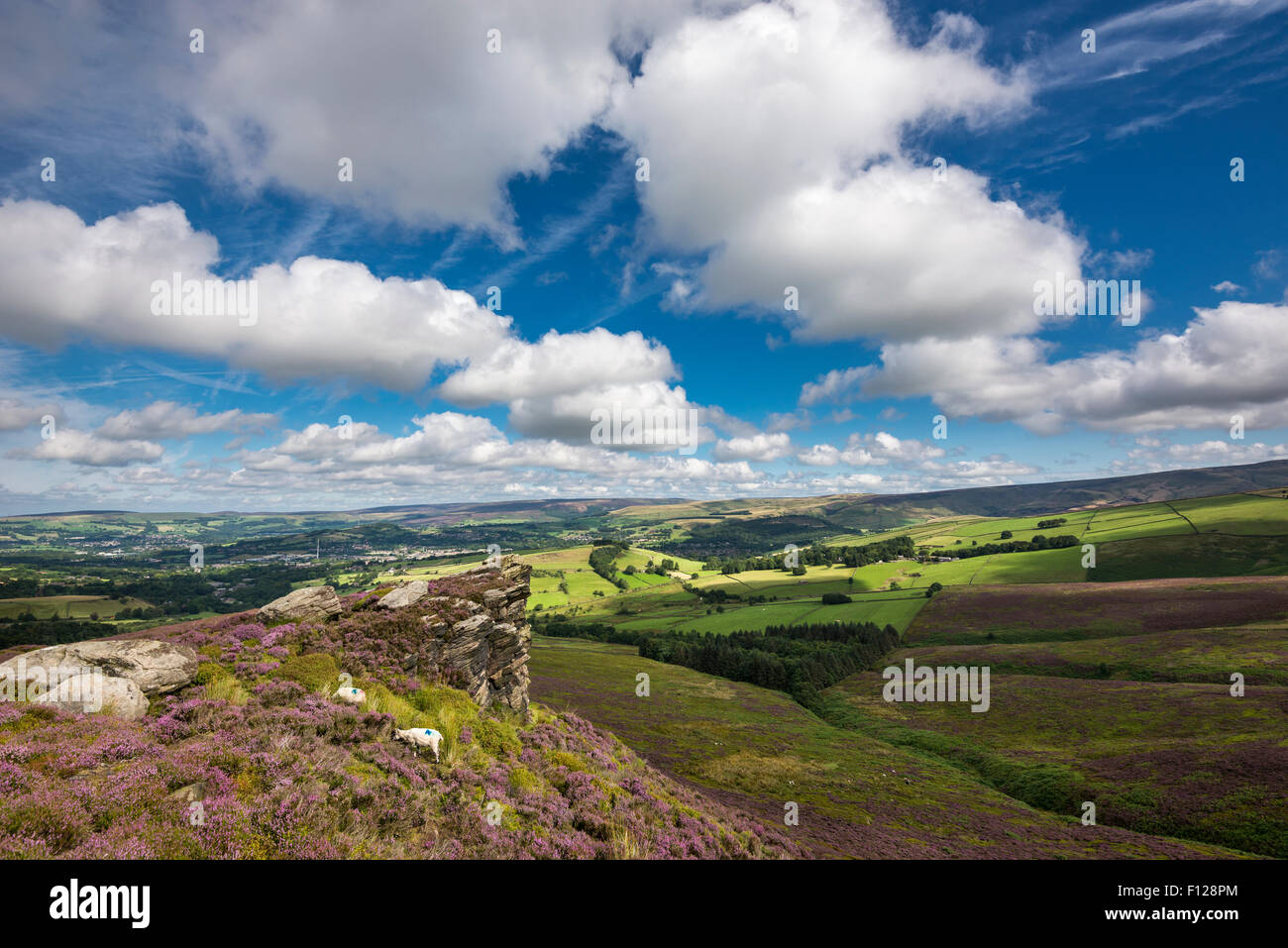 Derbyshire gritstone sheep hi-res stock photography and images - Alamy