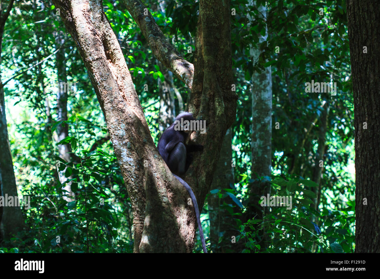 Dusky Langur sitting on tree branch in deep forest Stock Photo - Alamy