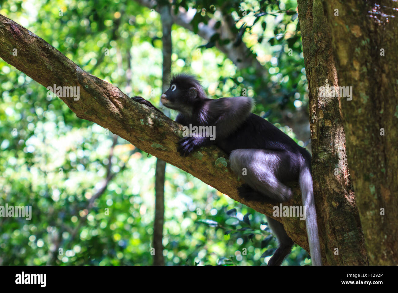 Dusky Langur sitting on tree branch in deep forest Stock Photo - Alamy