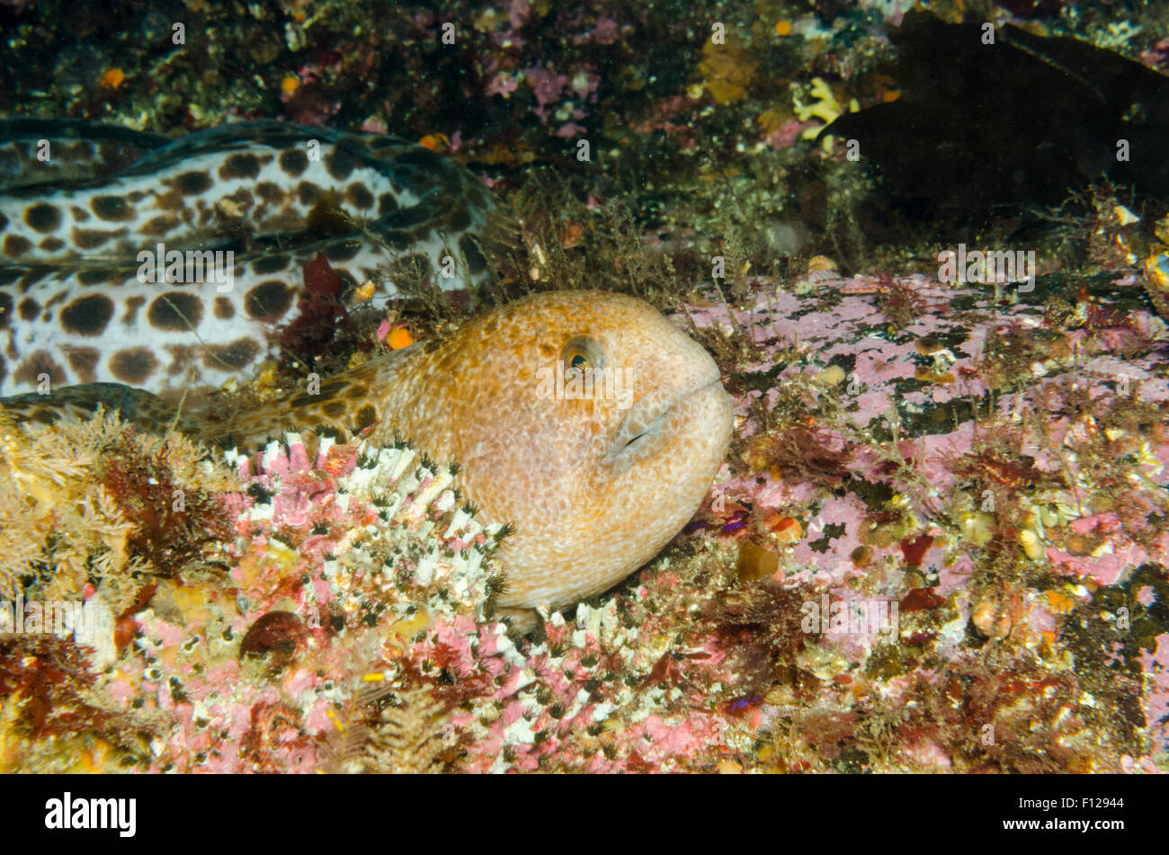 Wolf Eel underwater, British Columbia, Canada Stock Photo - Alamy