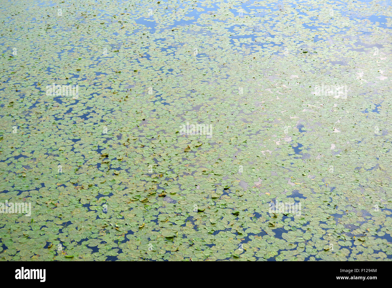 Algae river hi-res stock photography and images - Alamy