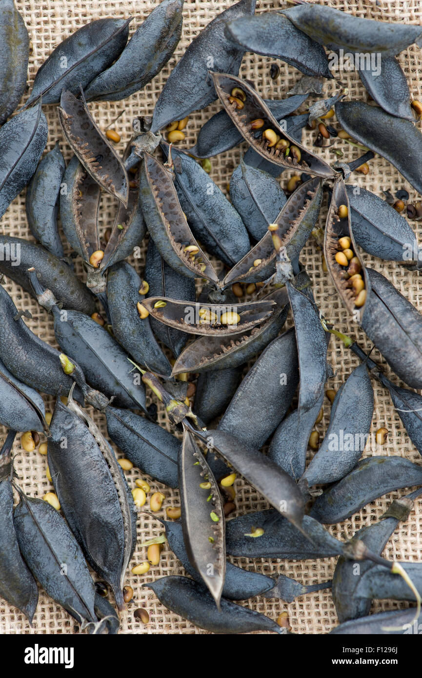 Baptisia australis. False indigo seedpods and seed Stock Photo - Alamy