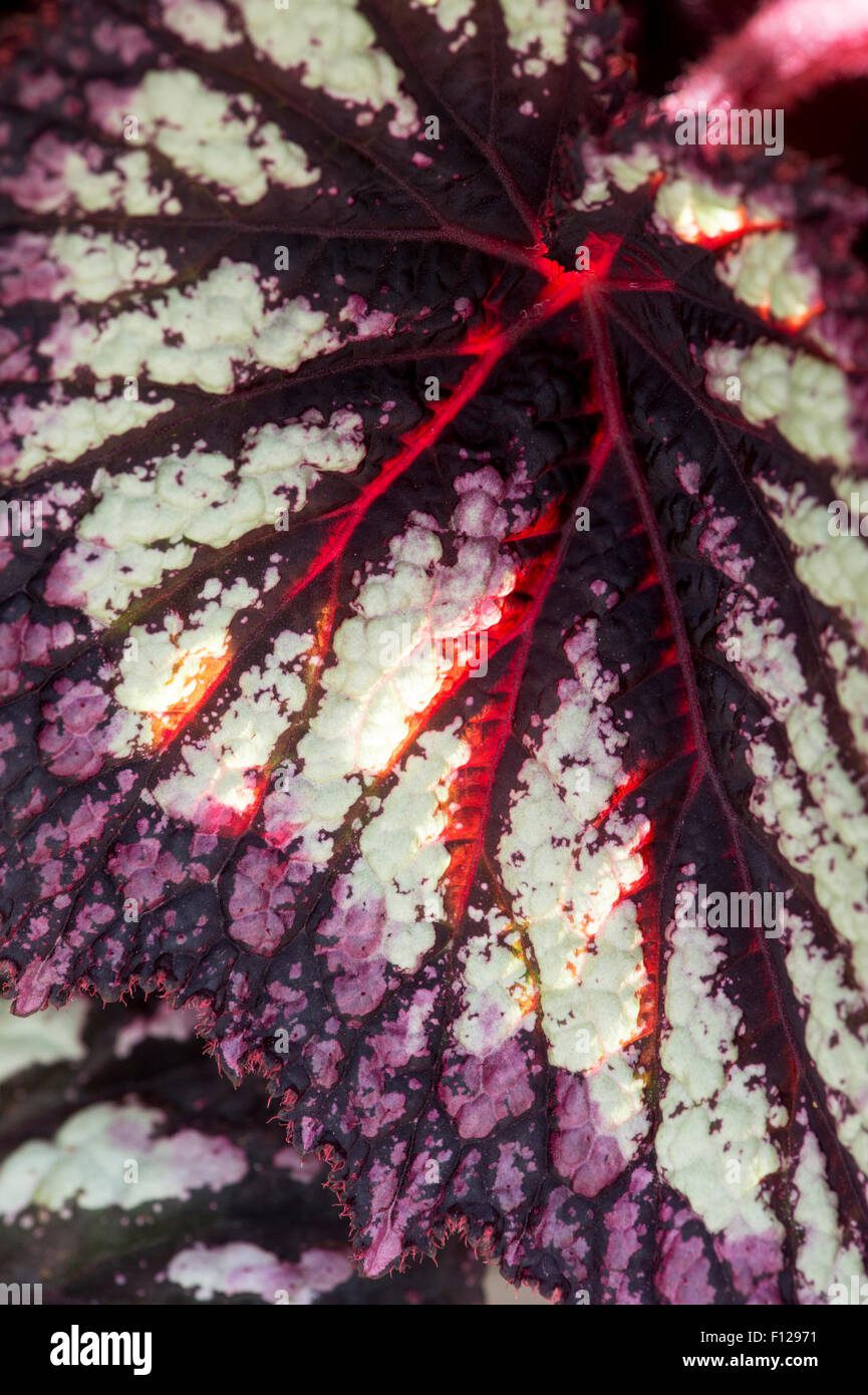 Purple begonia hi-res stock photography and images - Alamy