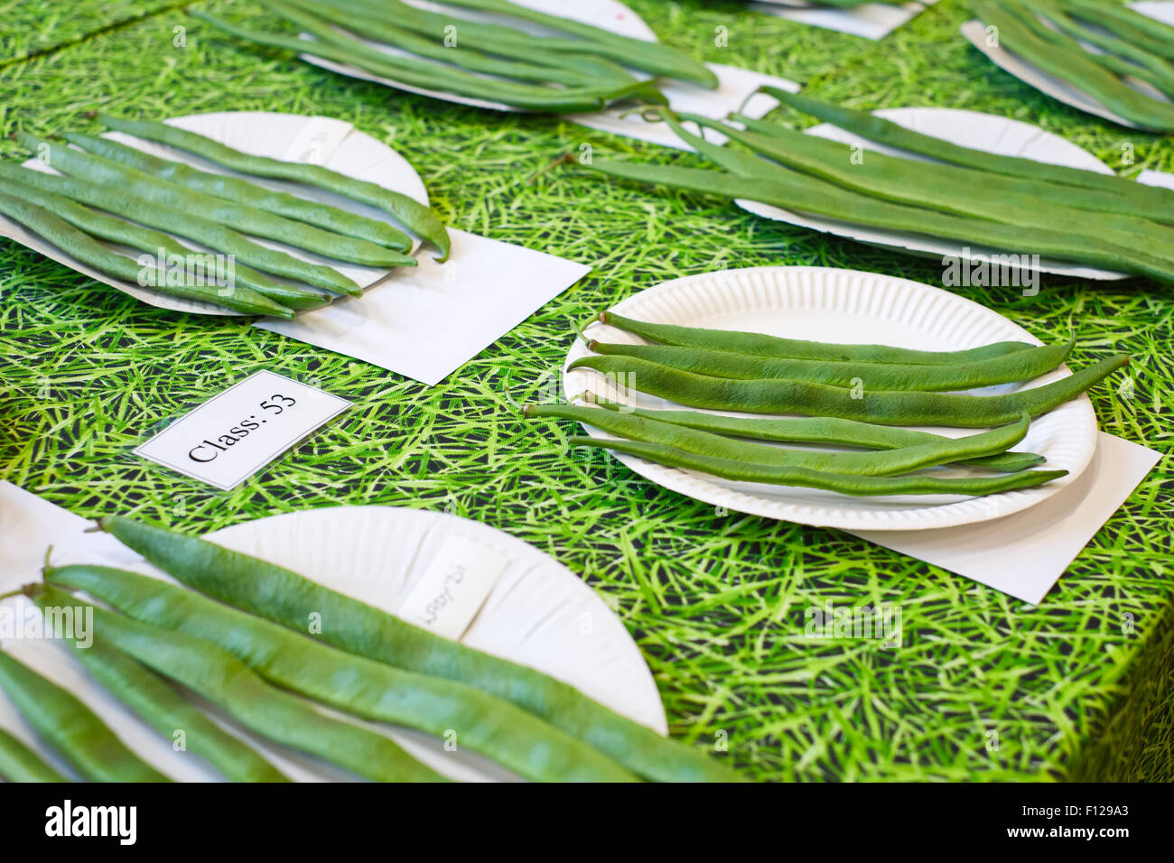 Runner Beans on Display and awaiting Judging in Village Vegetable Show ...
