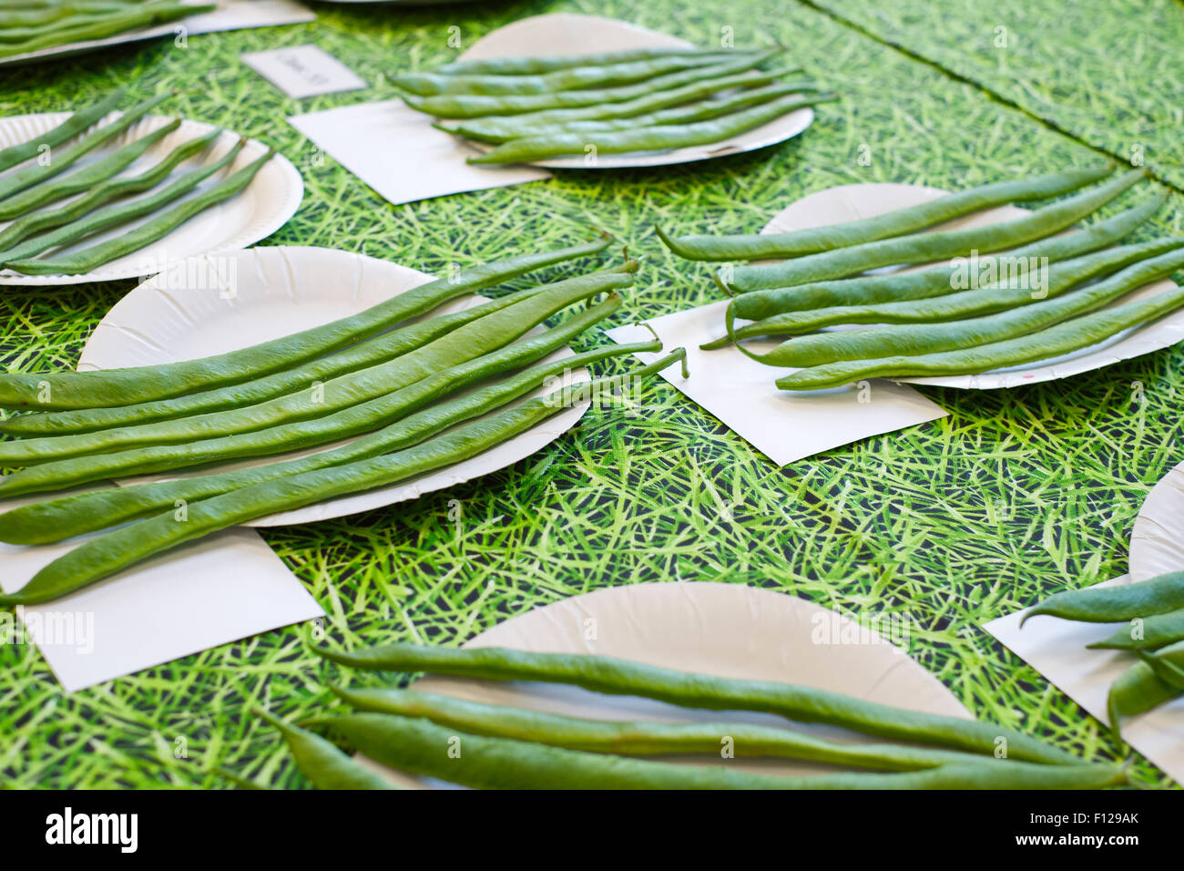 Runner Beans on Display and awaiting Judging in Village Vegetable Show ...