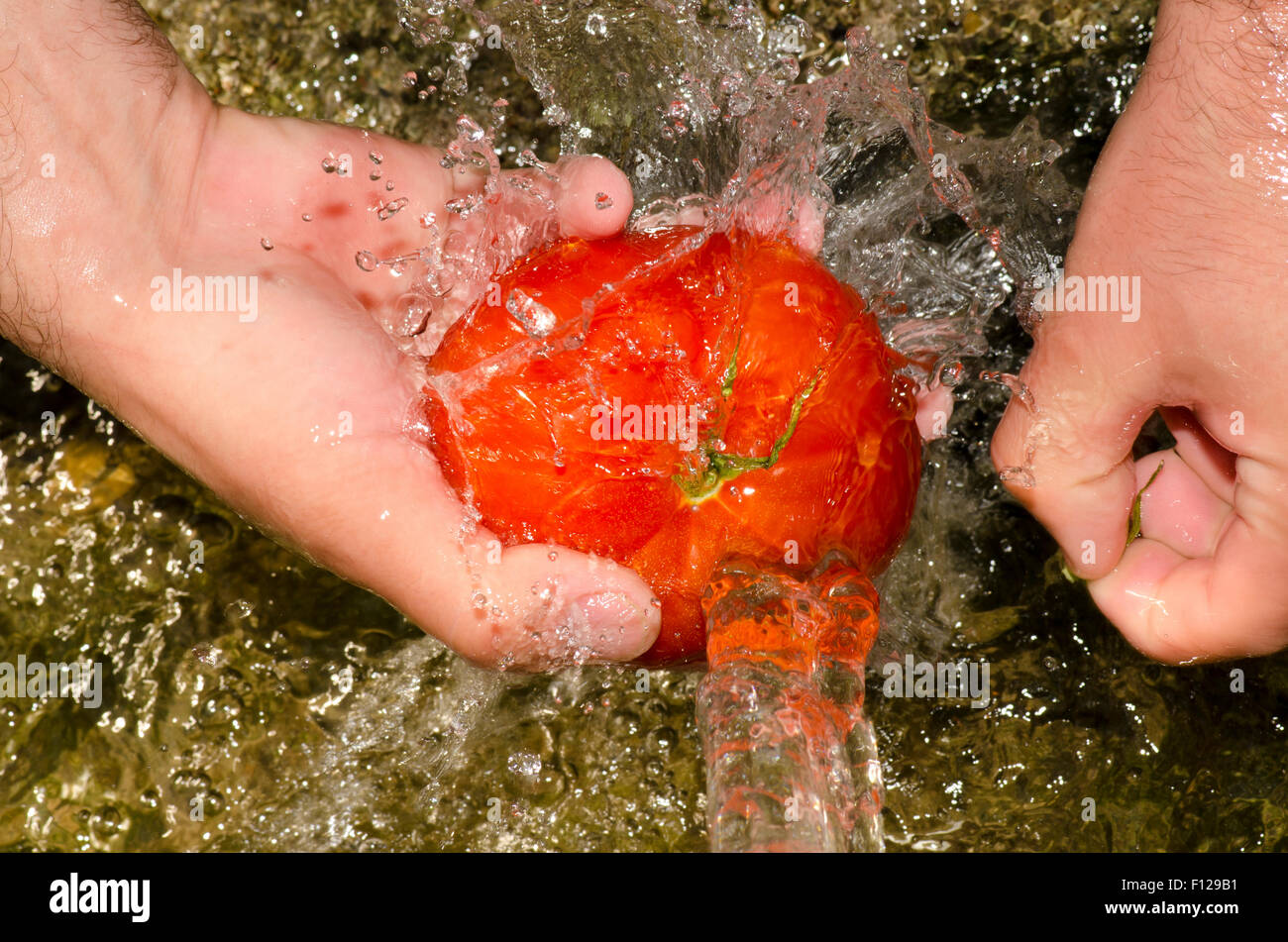 Young man washing tomato with spring water in the summer Stock Photo ...