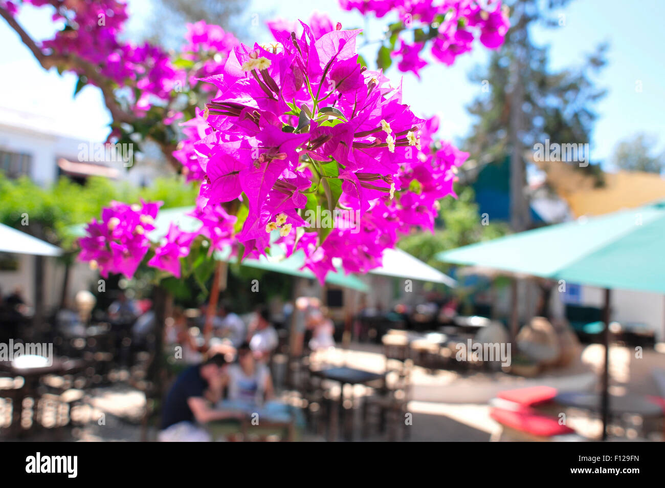 closeup of some purple bougainvillea flowers in a patio in Ibiza Island ...