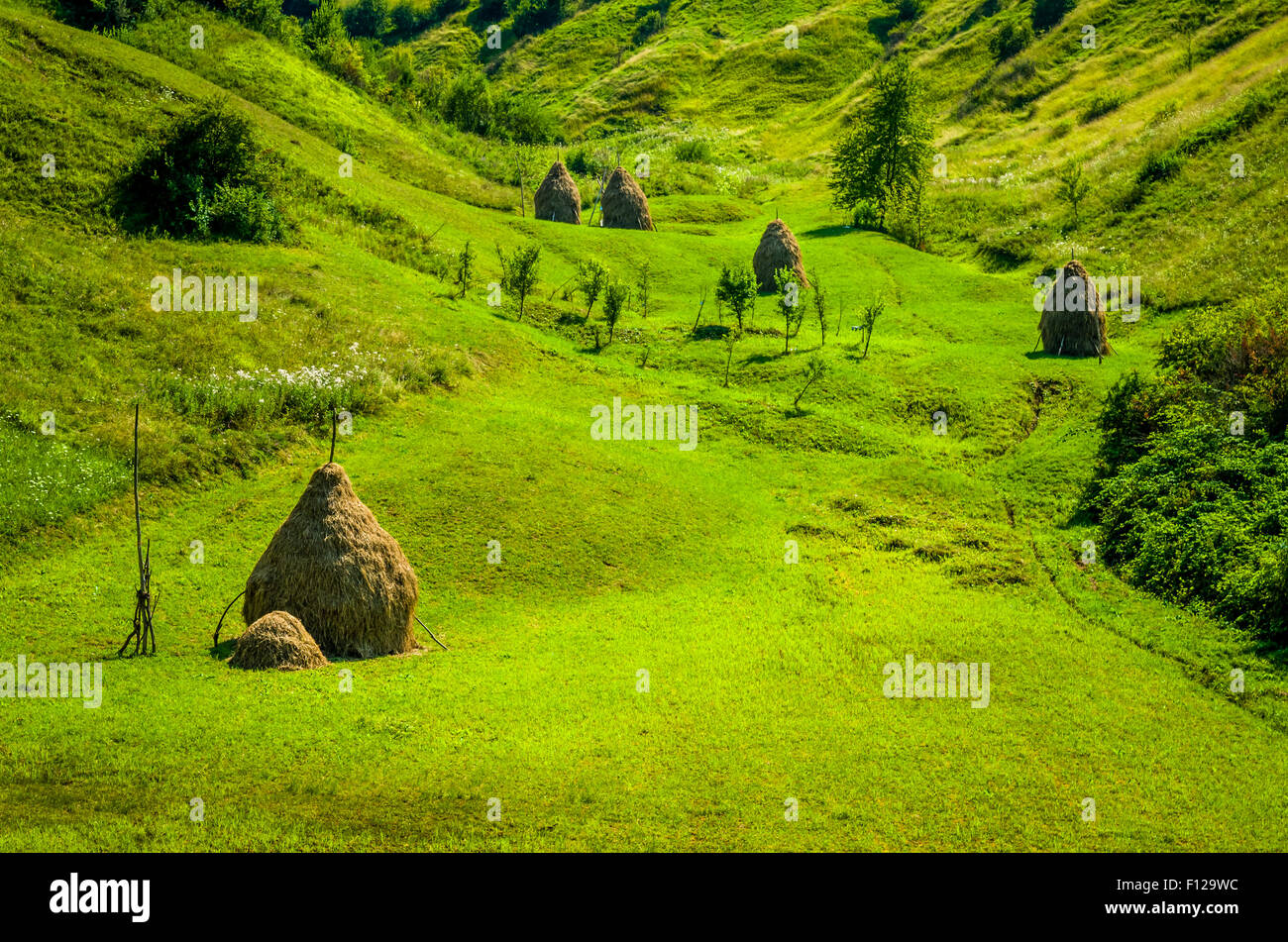 Yellow haystacks on green hills. Panoramic view of field with haystacks ...