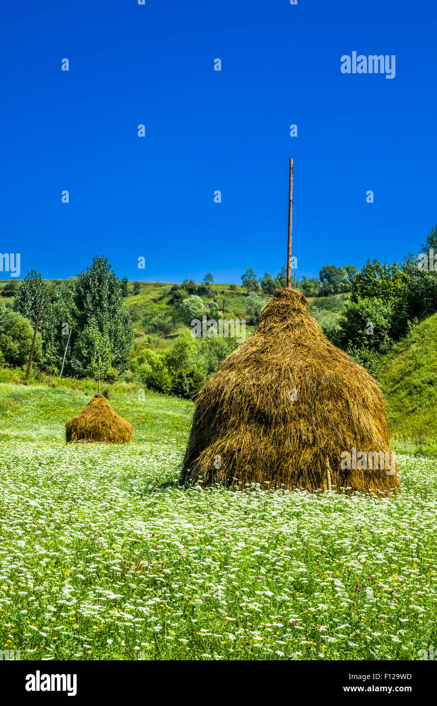 Yellow haystacks on green hills. Panoramic view of field with haystacks ...
