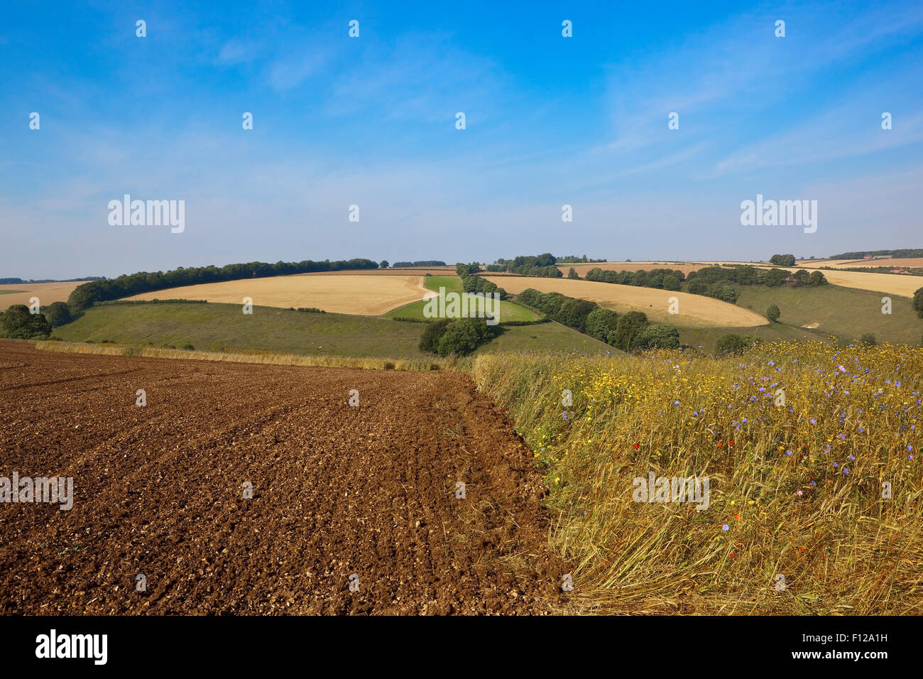 Scenic patchwork landscape of the Yorkshire wolds with conservation ...