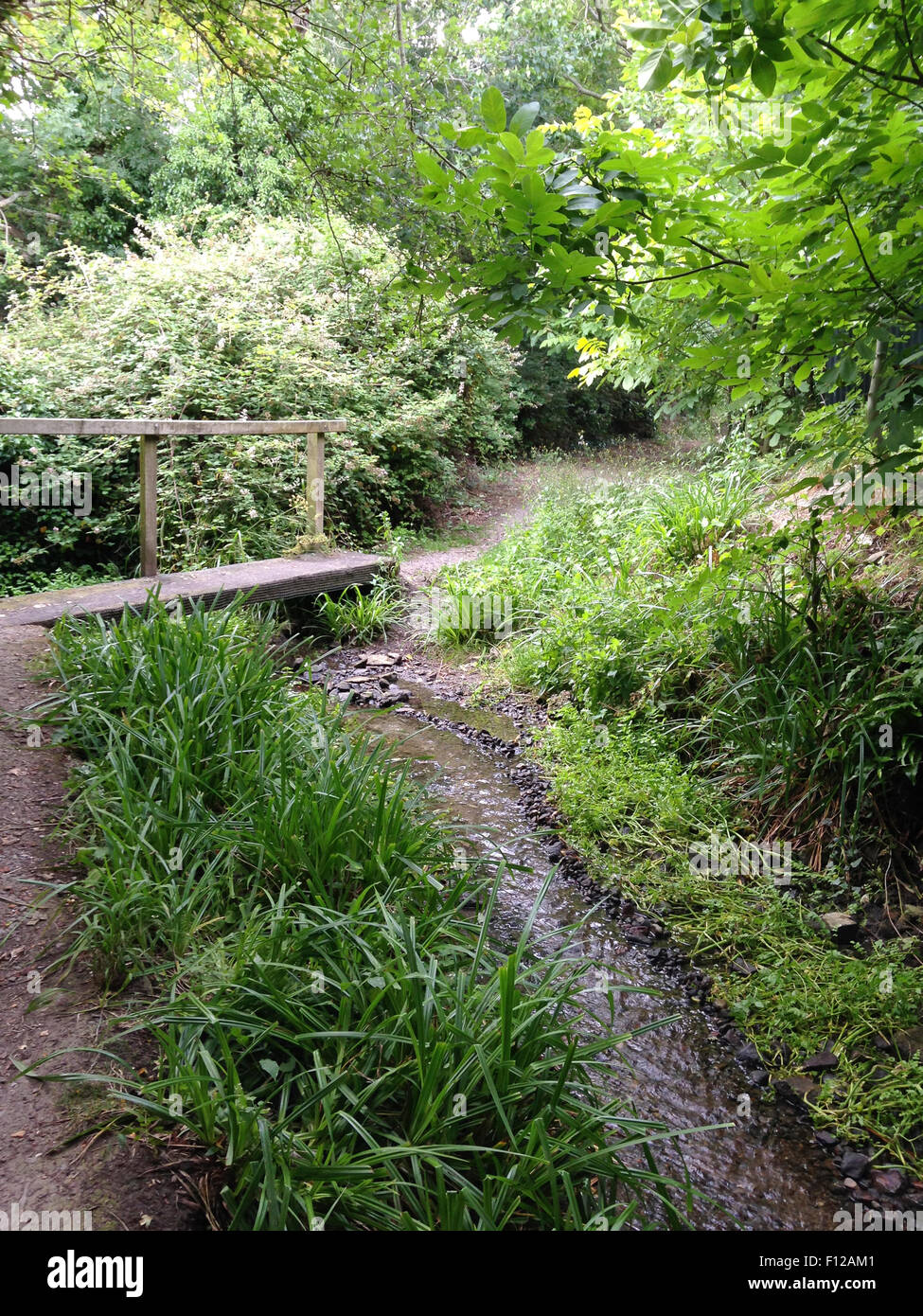 Wooded country hiking trail Stock Photo - Alamy