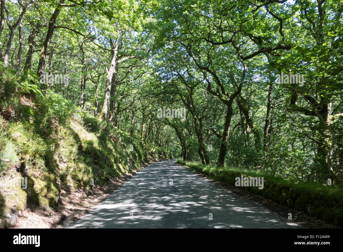 Canopy of trees over and English country road Stock Photo - Alamy