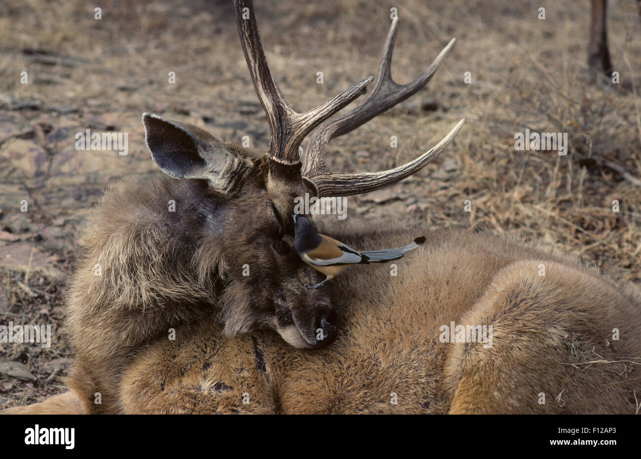 Indian tree pie hi-res stock photography and images - Alamy