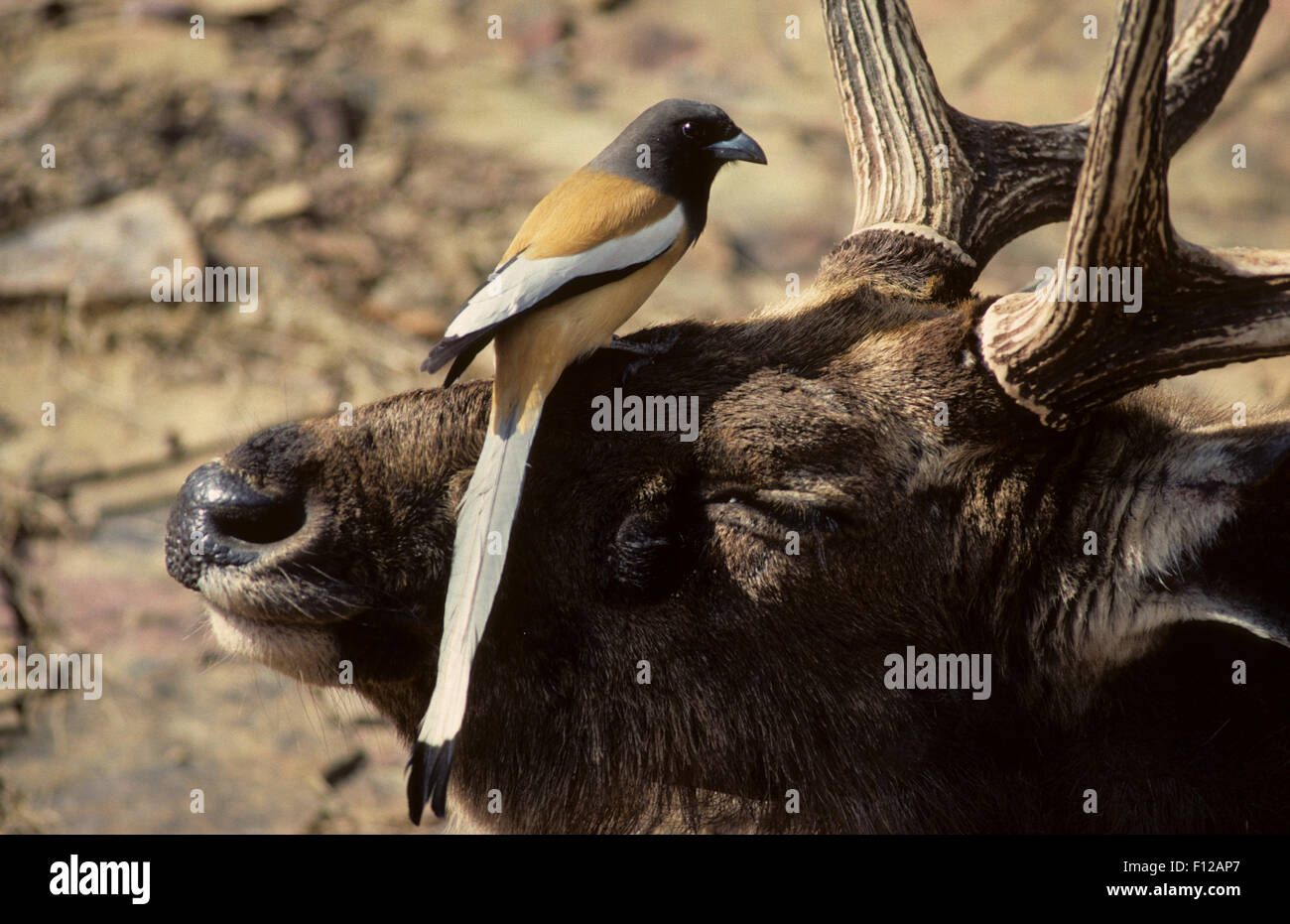 Adult sambar stag hi-res stock photography and images - Alamy