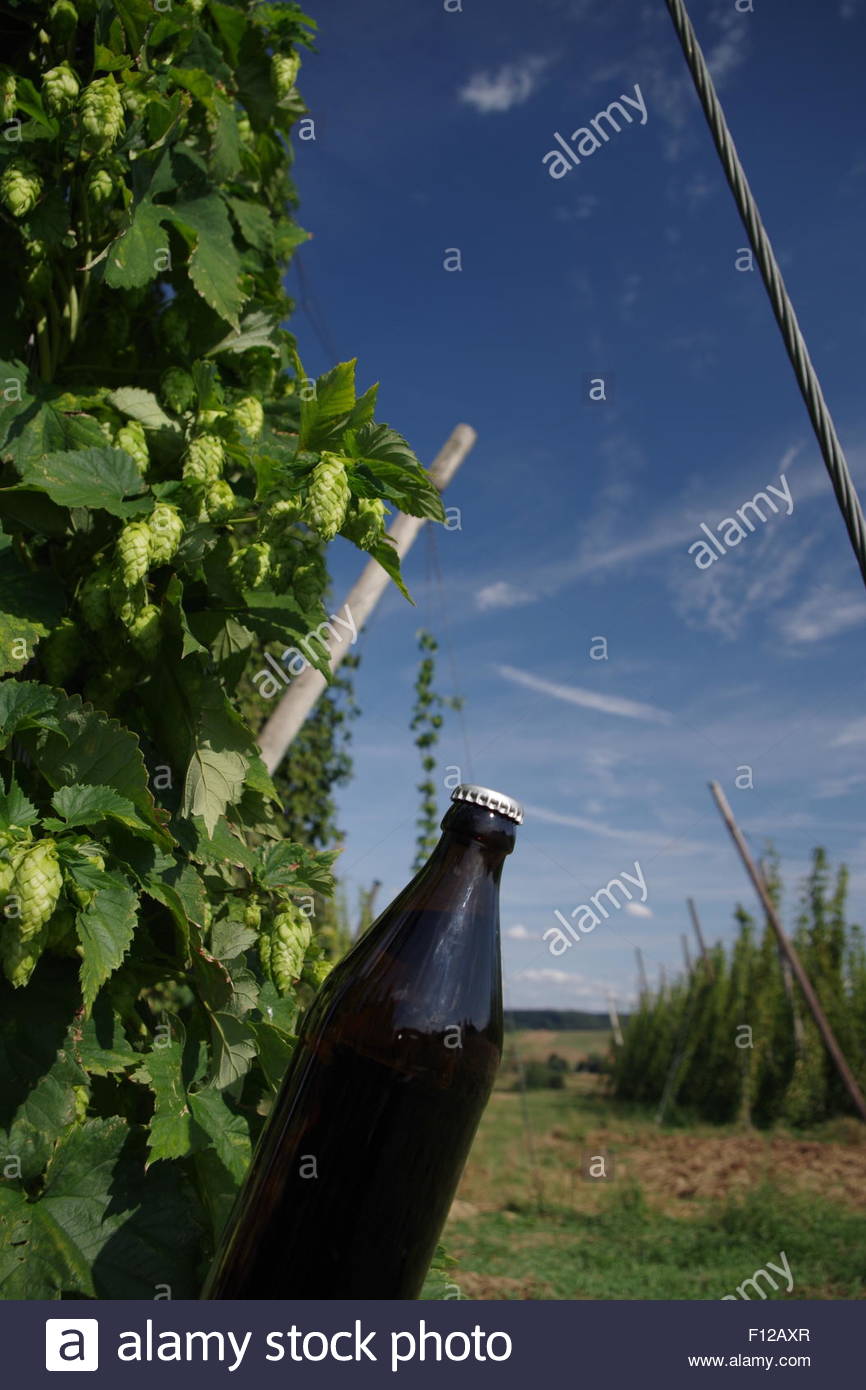 Umbel Of Hop High Resolution Stock Photography and Images - Alamy