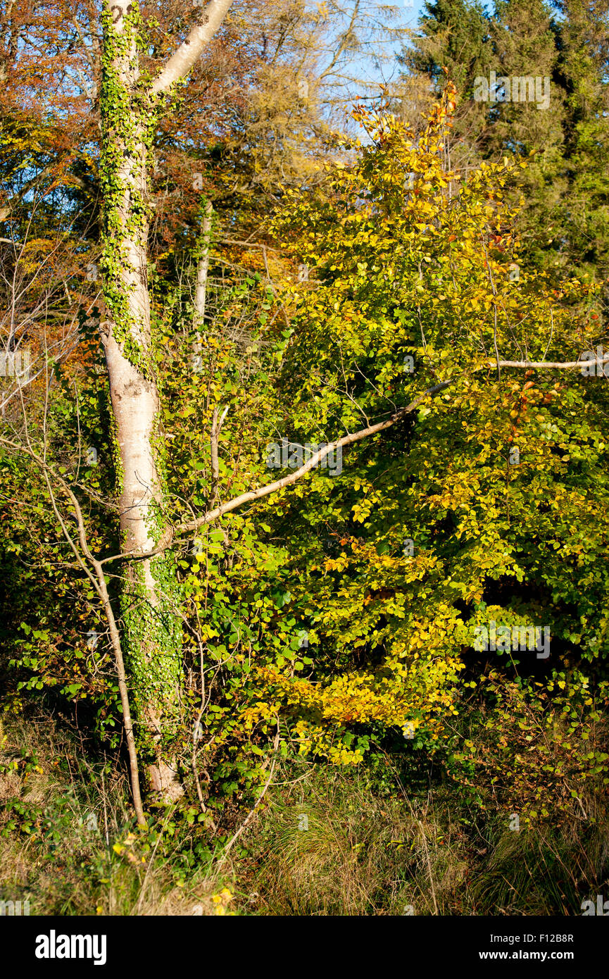 Beautiful autumn trees in the wild forest Stock Photo - Alamy