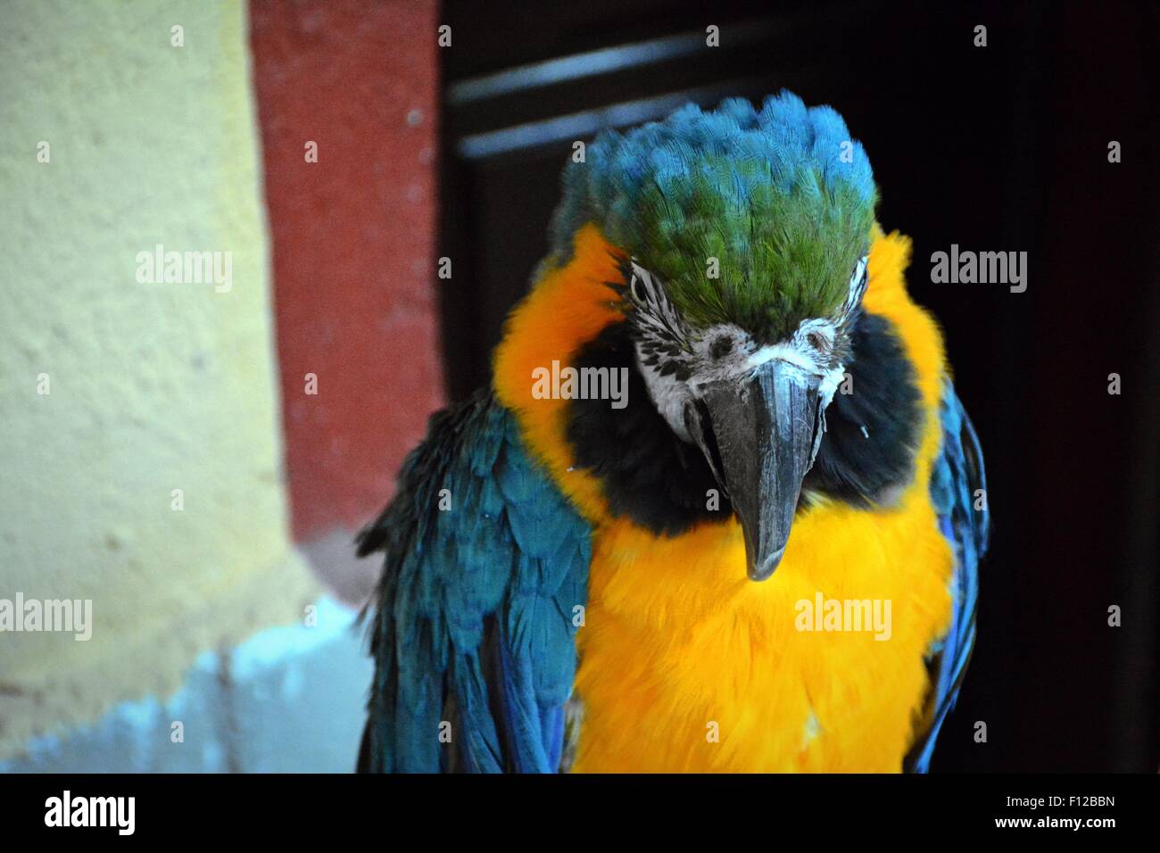 A parrot living in a monastery Stock Photo - Alamy