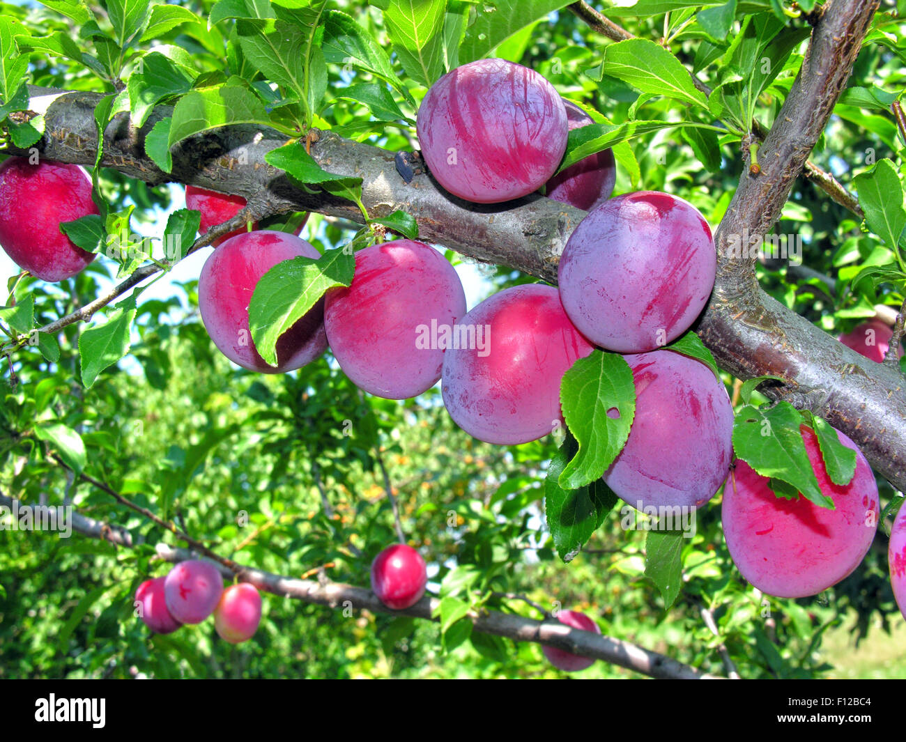 Bunch plums hi-res stock photography and images - Alamy